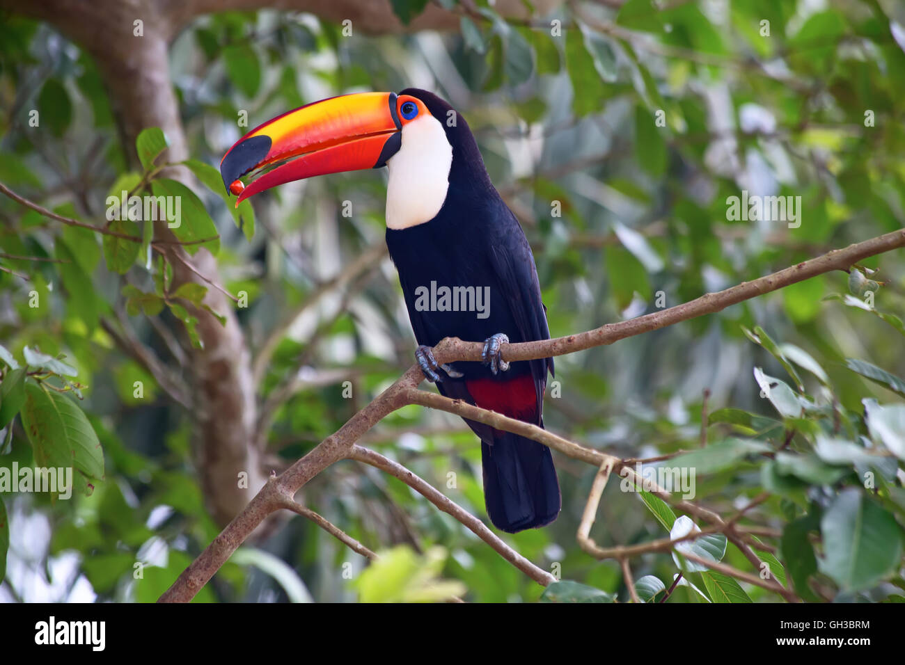 Tucano eating zoo hi-res stock photography and images - Alamy