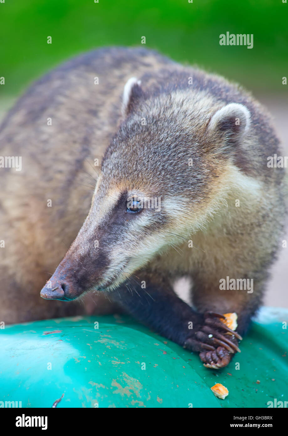 Coati nasua nasua iguassu national hi-res stock photography and images ...