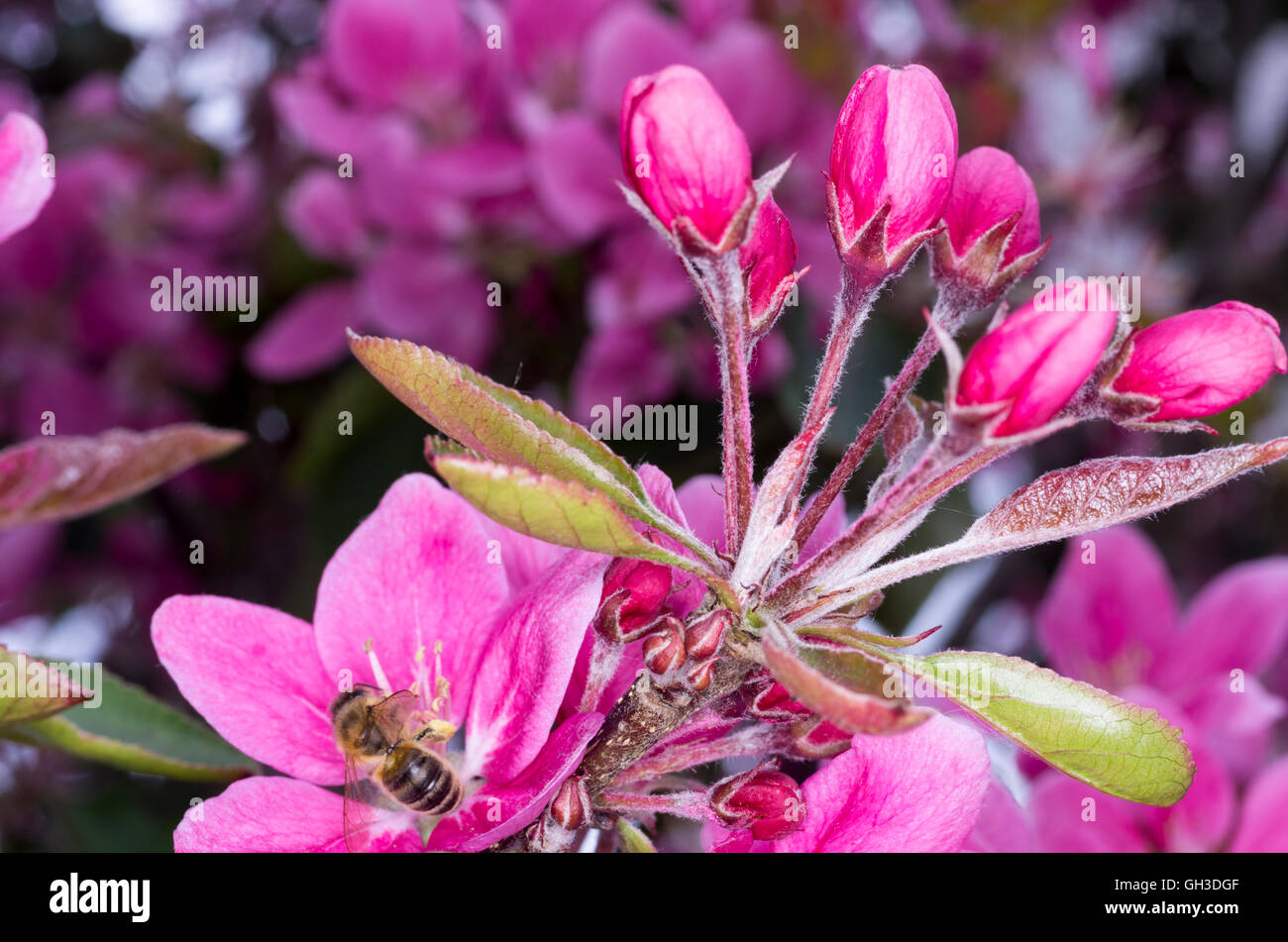 Apple honeybee hi-res stock photography and images - Alamy
