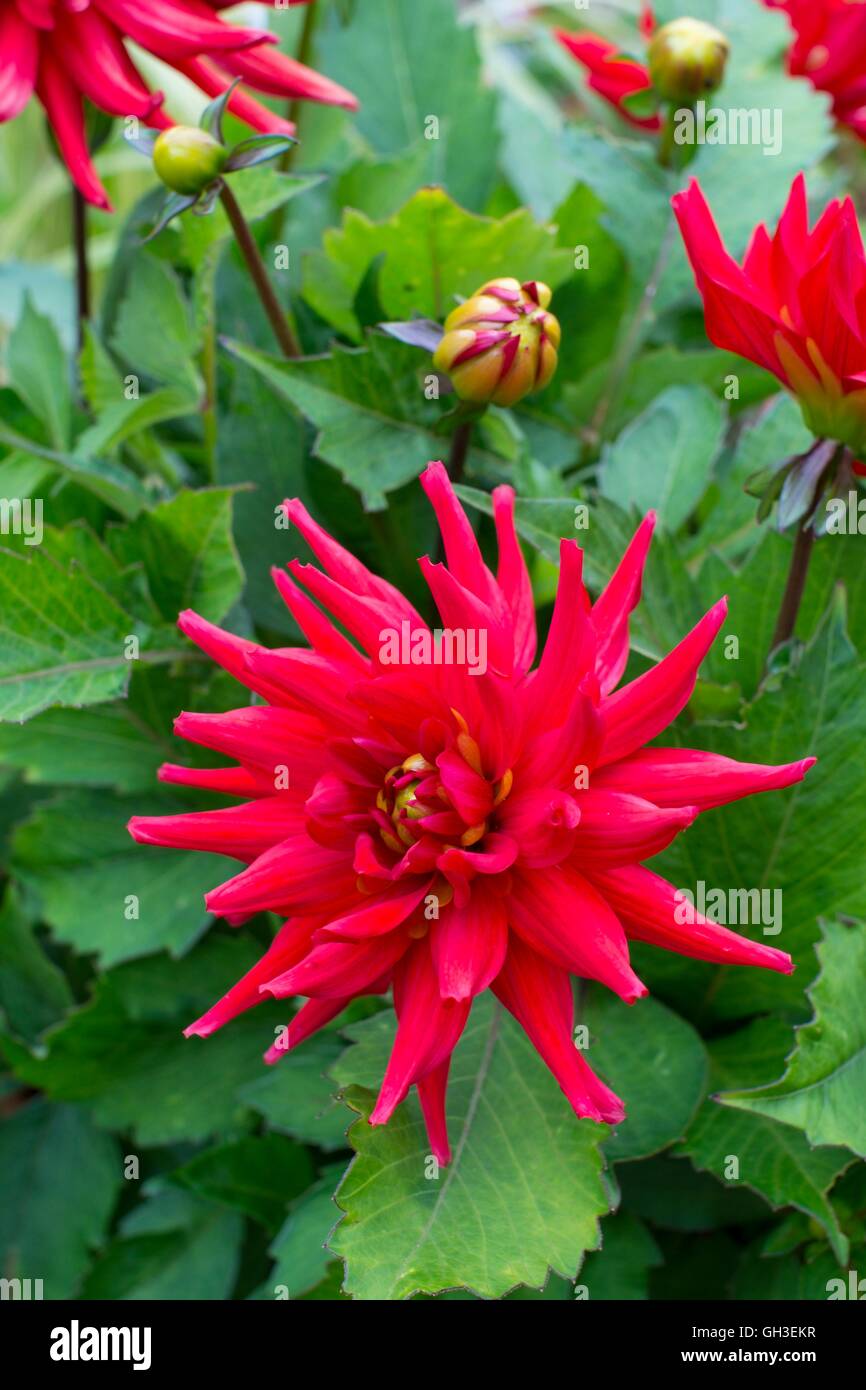 Red pygmy border dahlia hi-res stock photography and images - Alamy