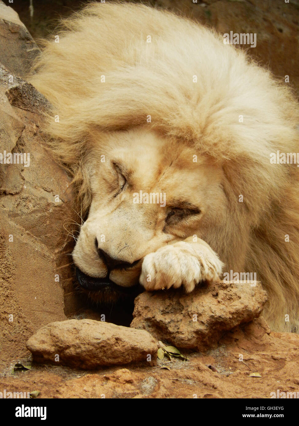 Study of a male lion Stock Photo - Alamy