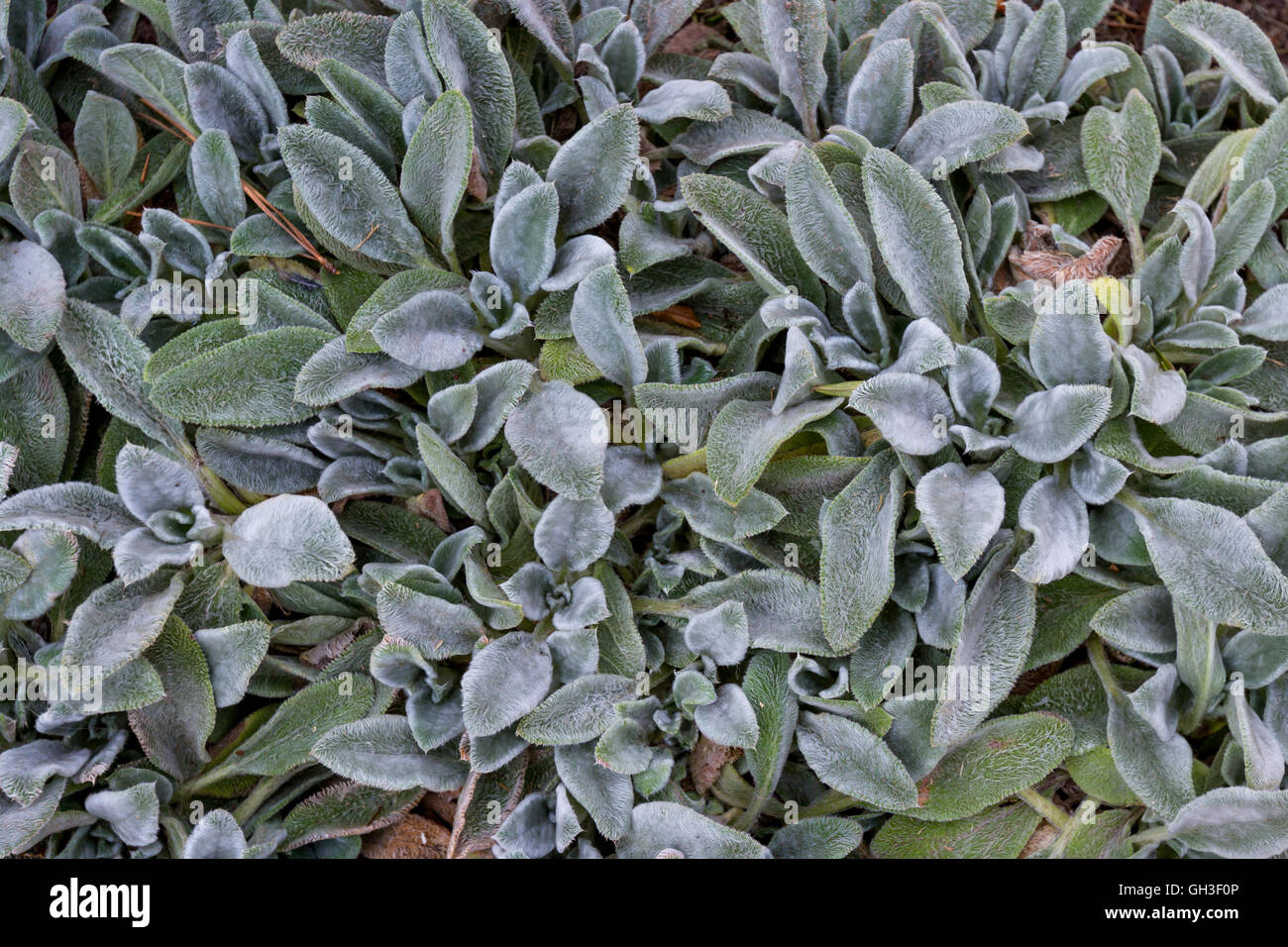 green ground cover plants with a fuzzy texture Stock Photo - Alamy