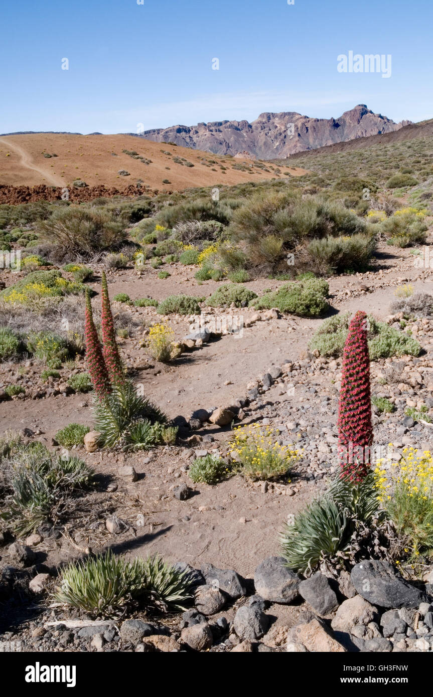 Volcanic scenery of Tenerife Stock Photo - Alamy
