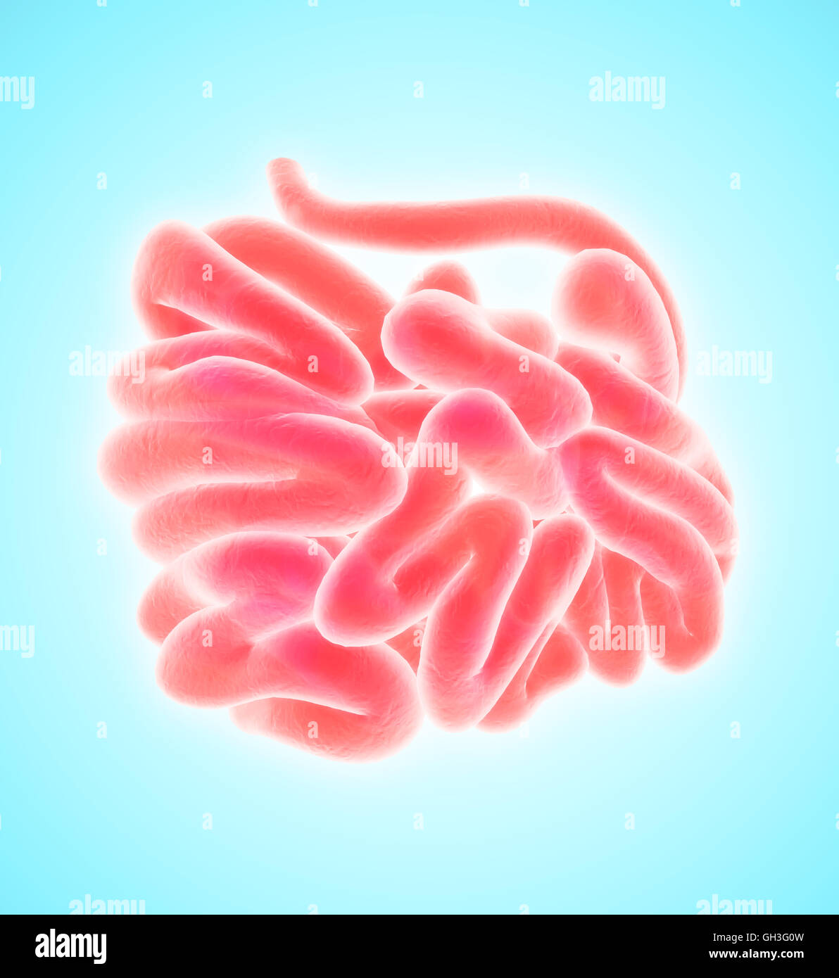 Inflammation small intestine hi-res stock photography and images - Alamy