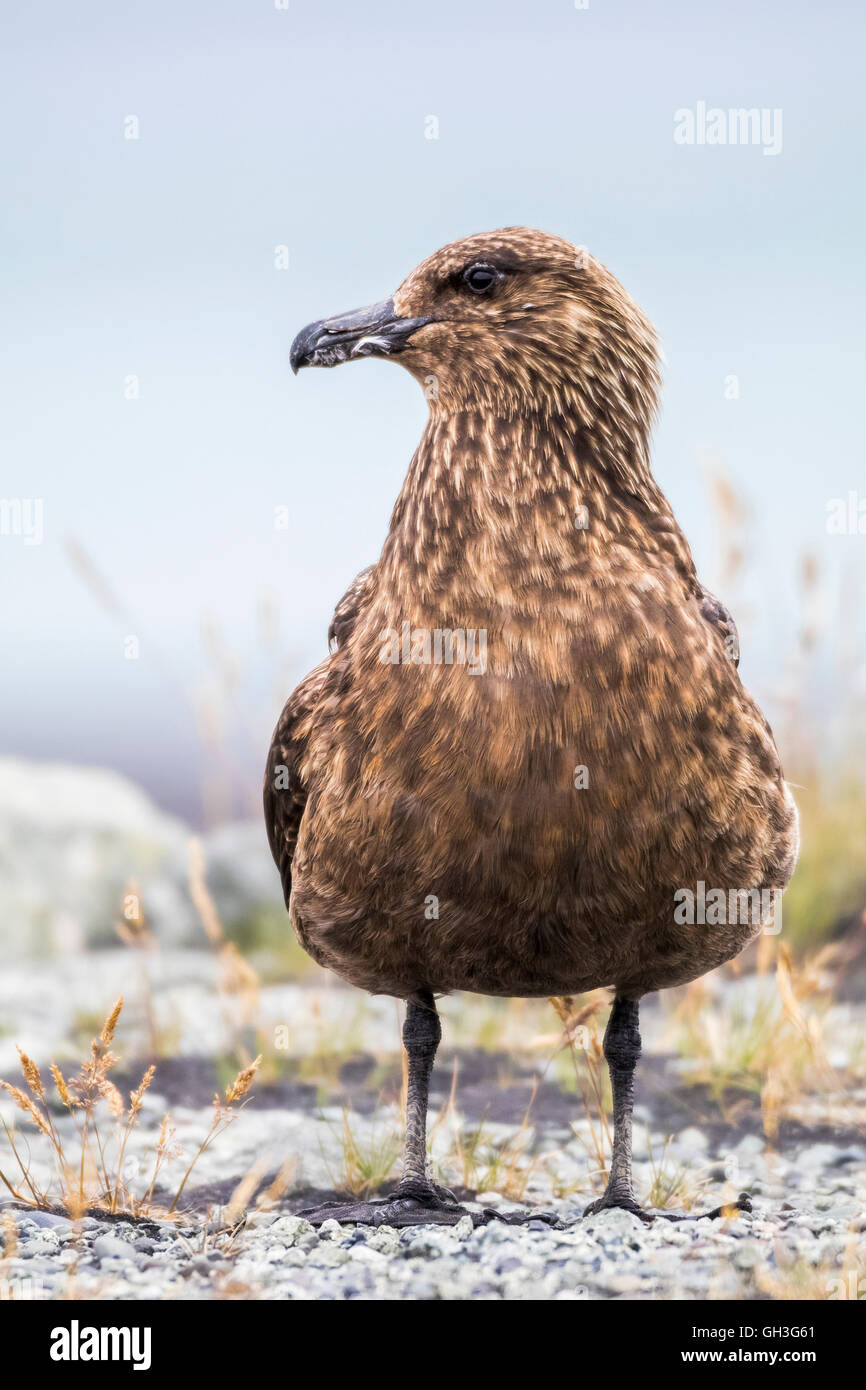Catharacta skua hi-res stock photography and images - Alamy