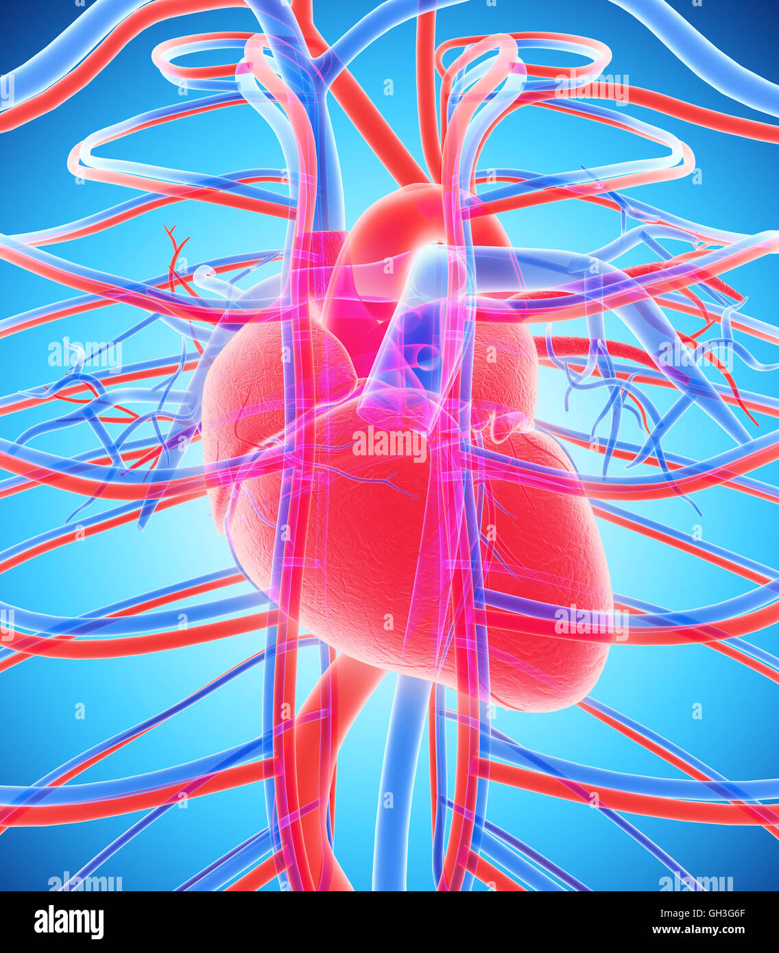 Circulatory system hi-res stock photography and images - Alamy