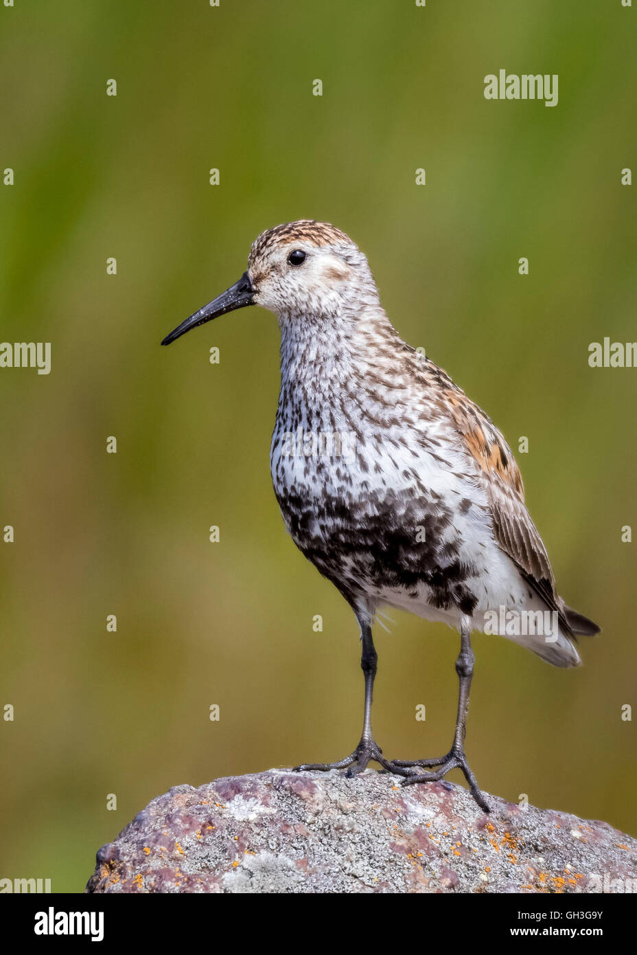 Dunlin wader hi-res stock photography and images - Alamy