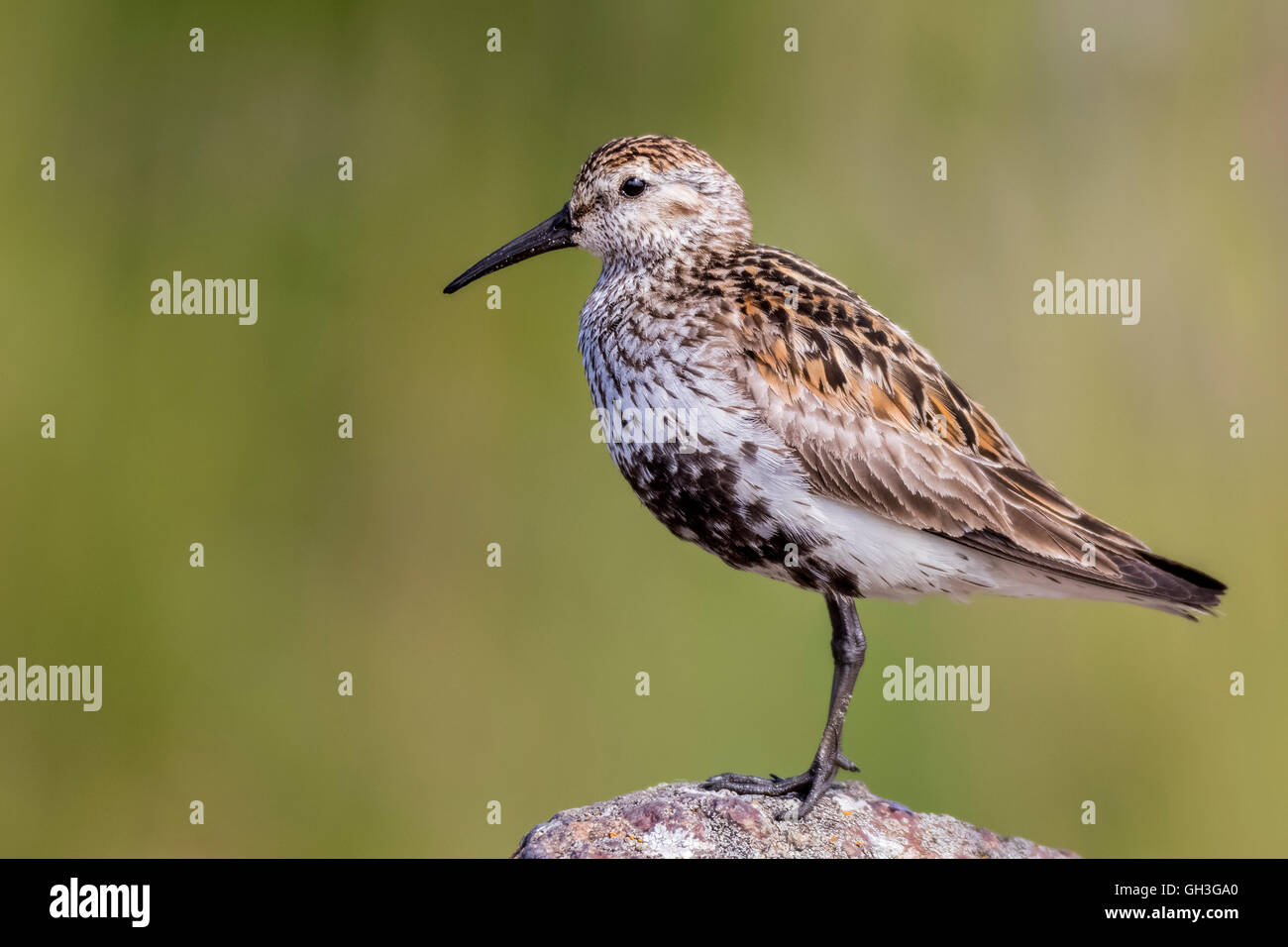 Dunlin wader hi-res stock photography and images - Alamy