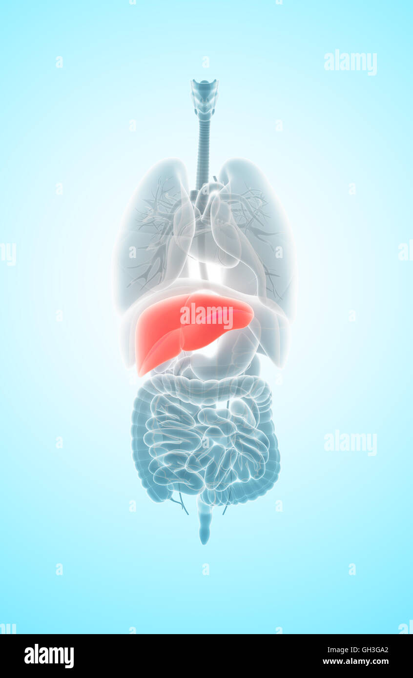 3D illustration of Liver - Part of Digestive System Stock Photo - Alamy