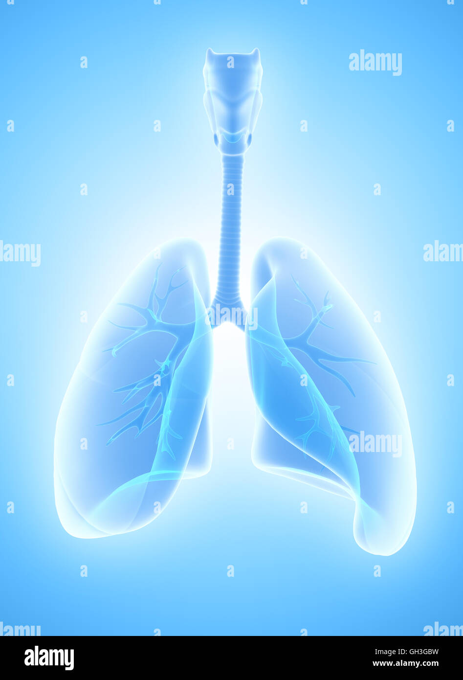 3d illustration of lungs hi-res stock photography and images - Alamy