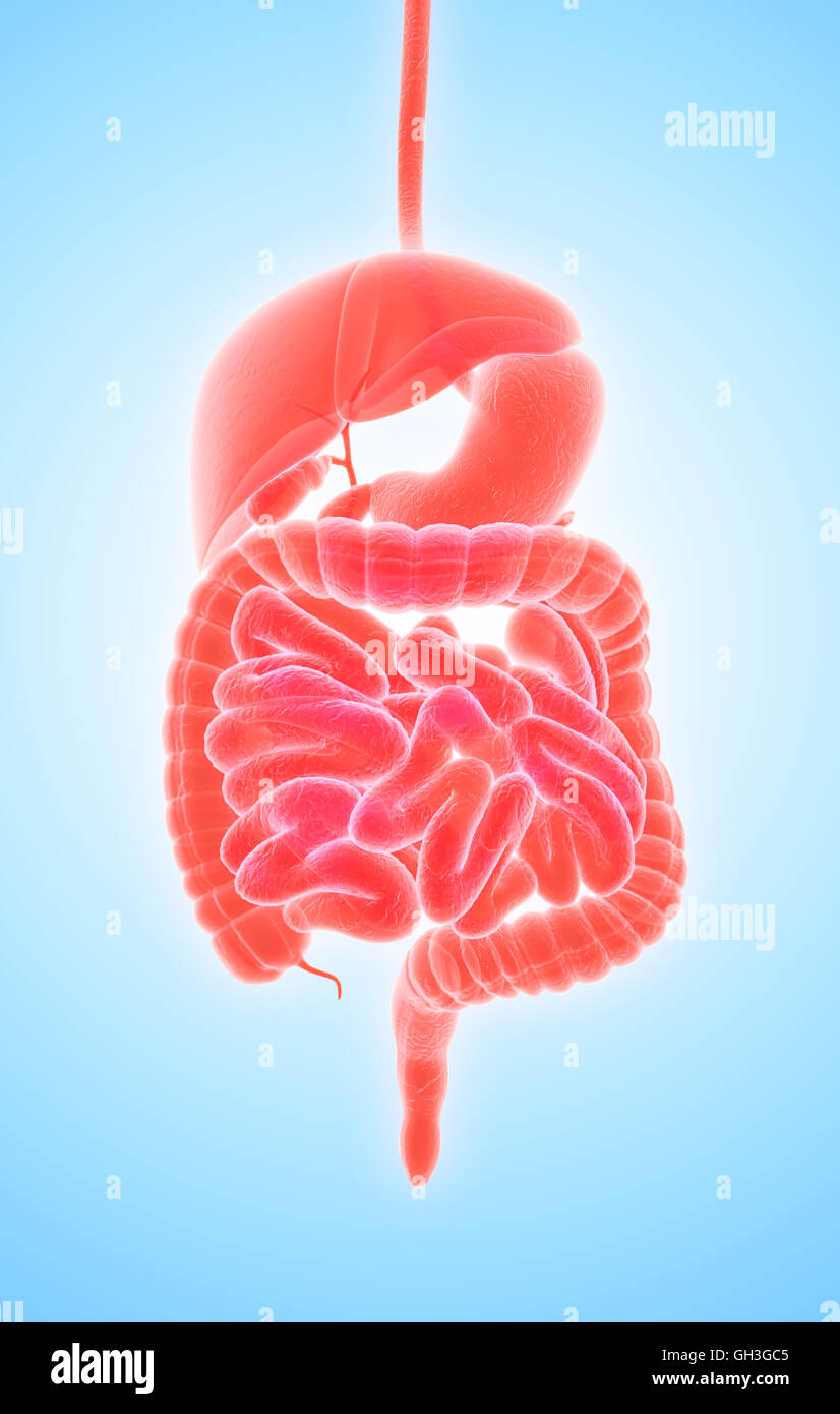 3D human male x-ray digestive system, medical concept Stock Photo - Alamy