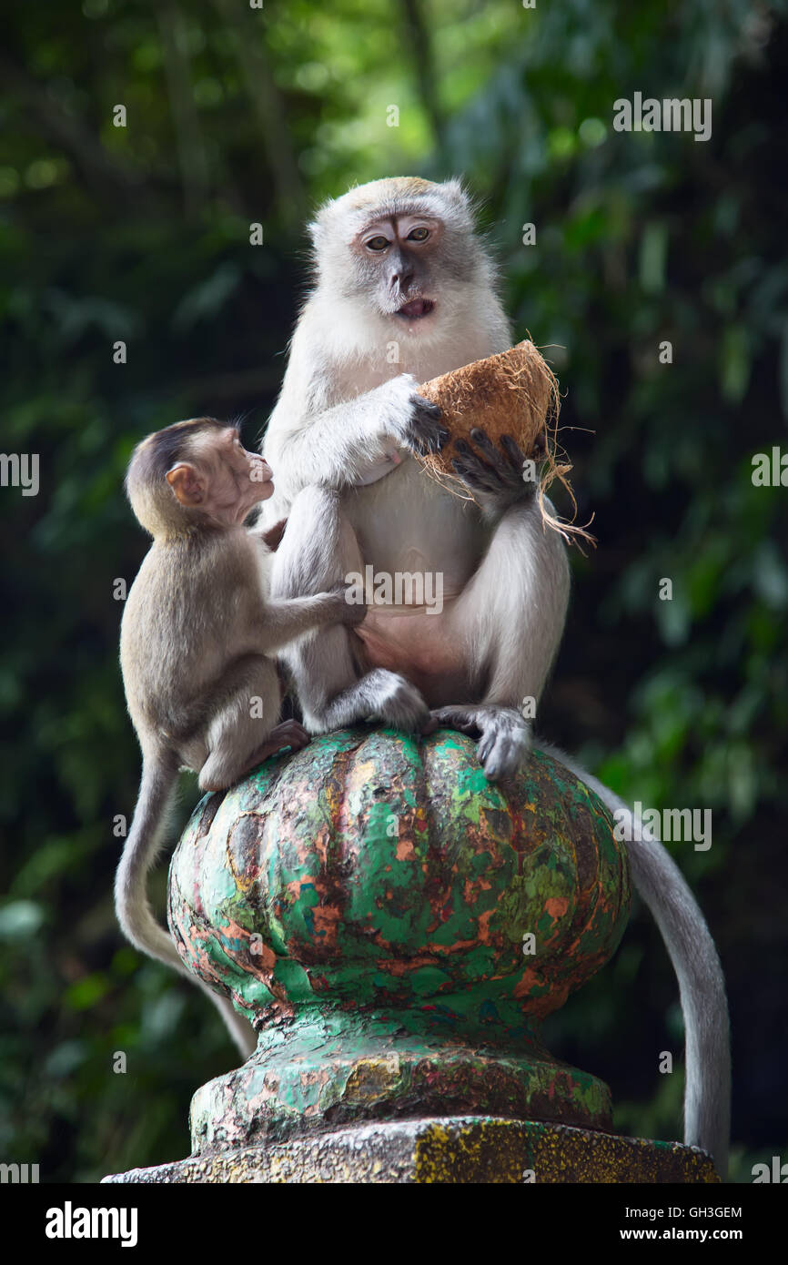 Monkey in Famous Batu Caves shrine near Kuala Lumpur, Malaysia Stock ...