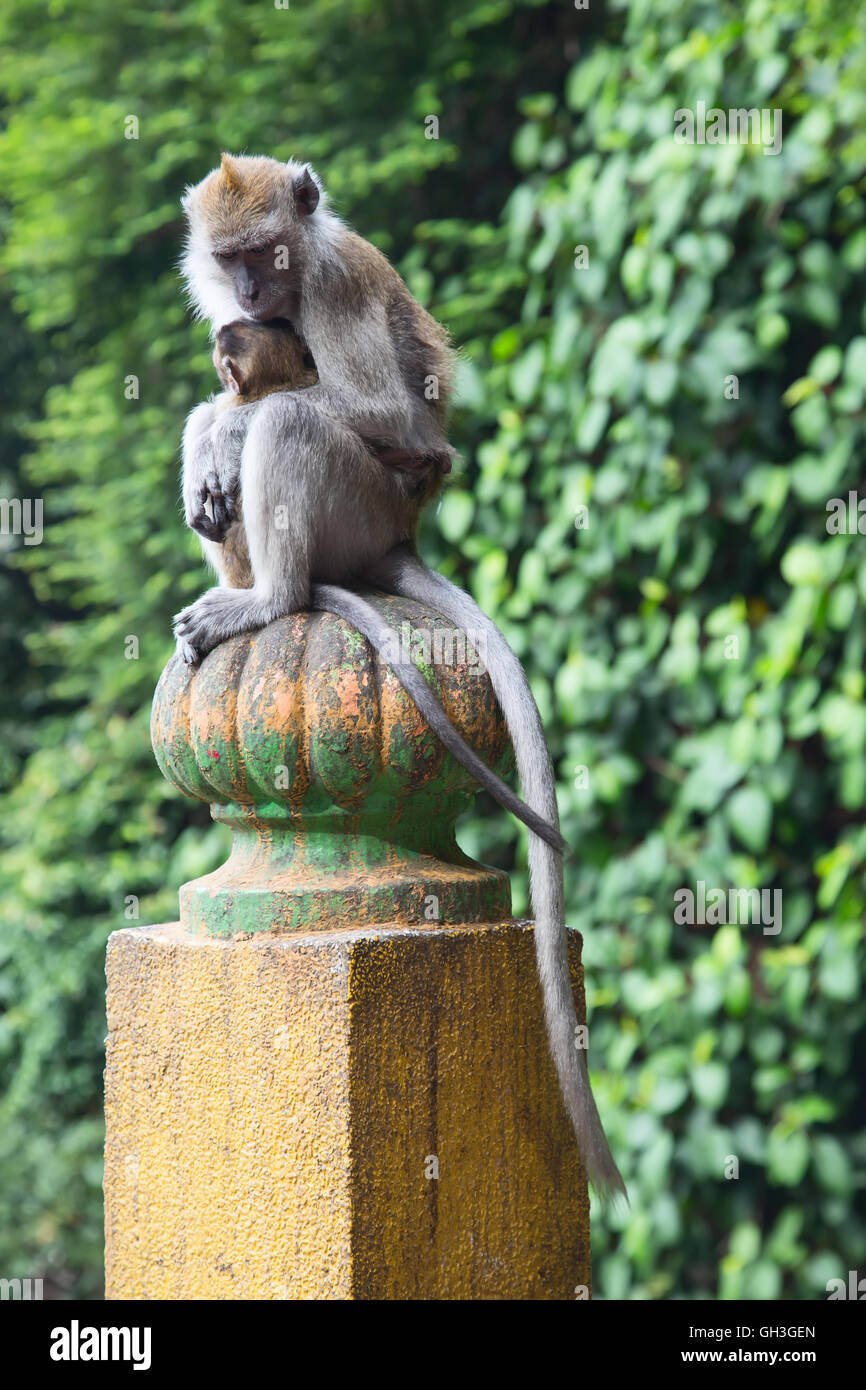 Monkey in Famous Batu Caves shrine near Kuala Lumpur, Malaysia Stock ...