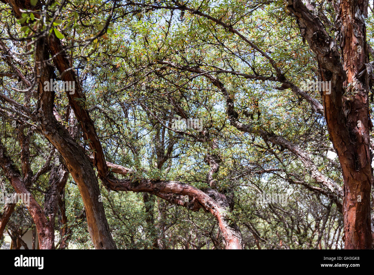 Interesting trees hi-res stock photography and images - Alamy