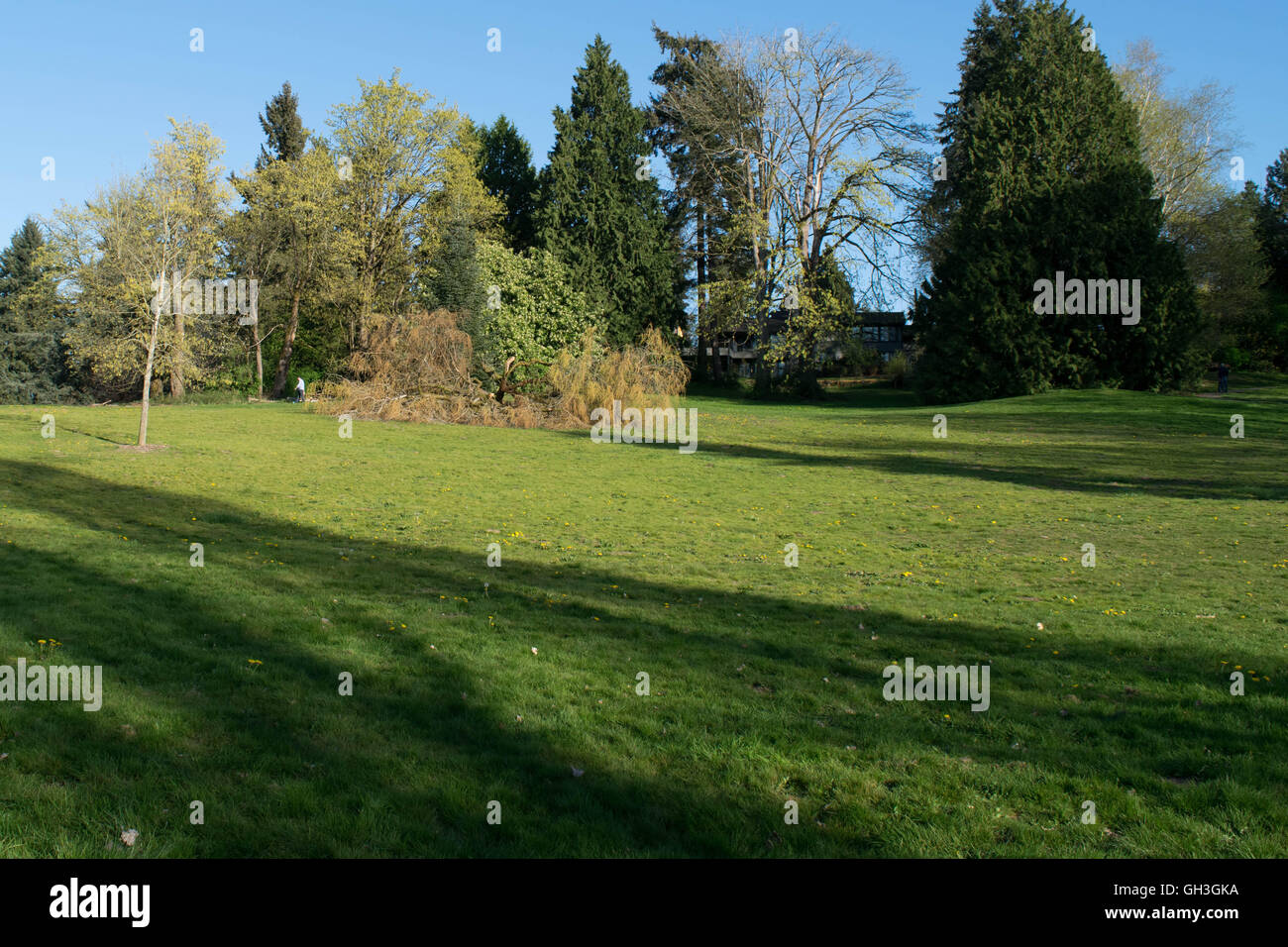 Large lawn with trees hi-res stock photography and images - Alamy