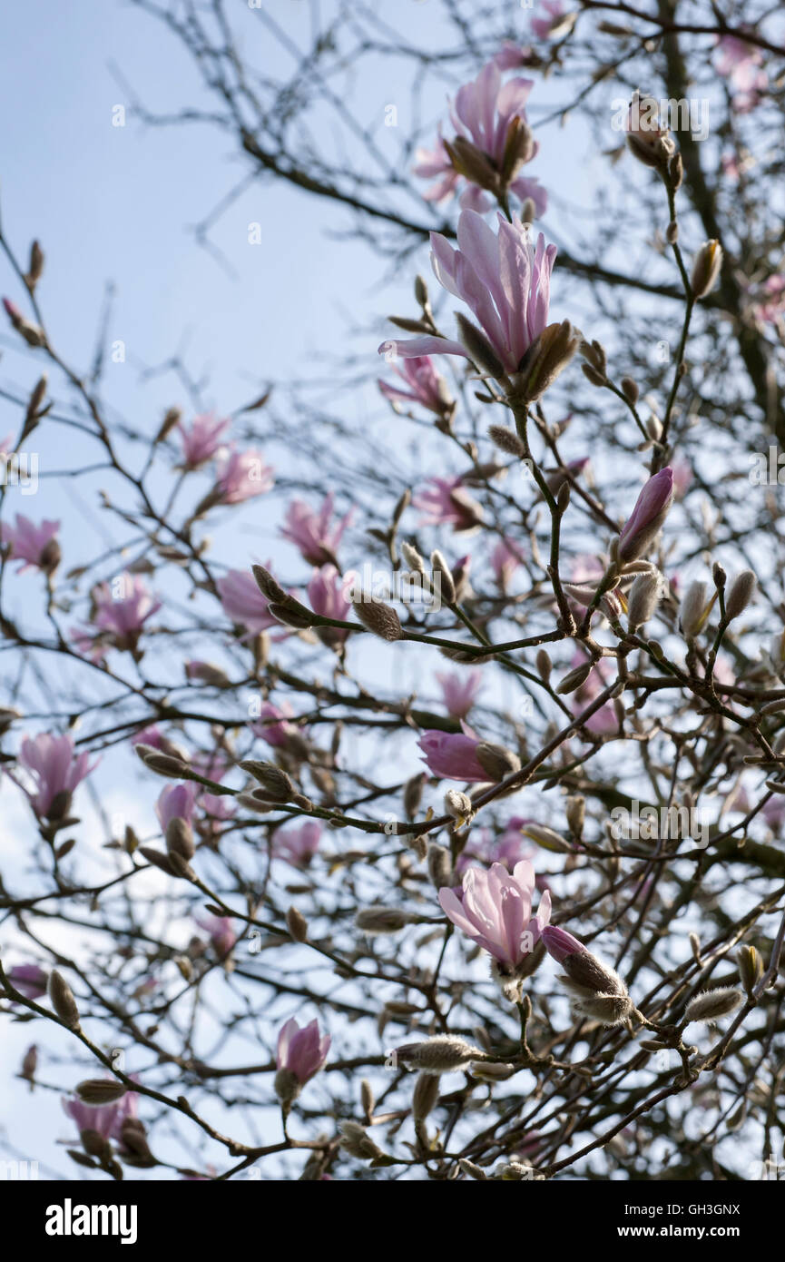 Magnolia beautiful summer flowering hi-res stock photography and images ...