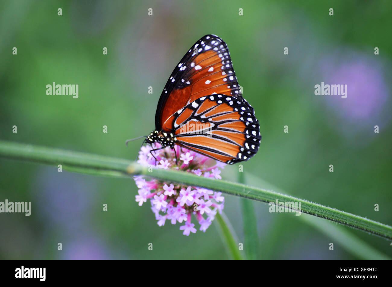 Butterfly in the Garden Stock Photo - Alamy