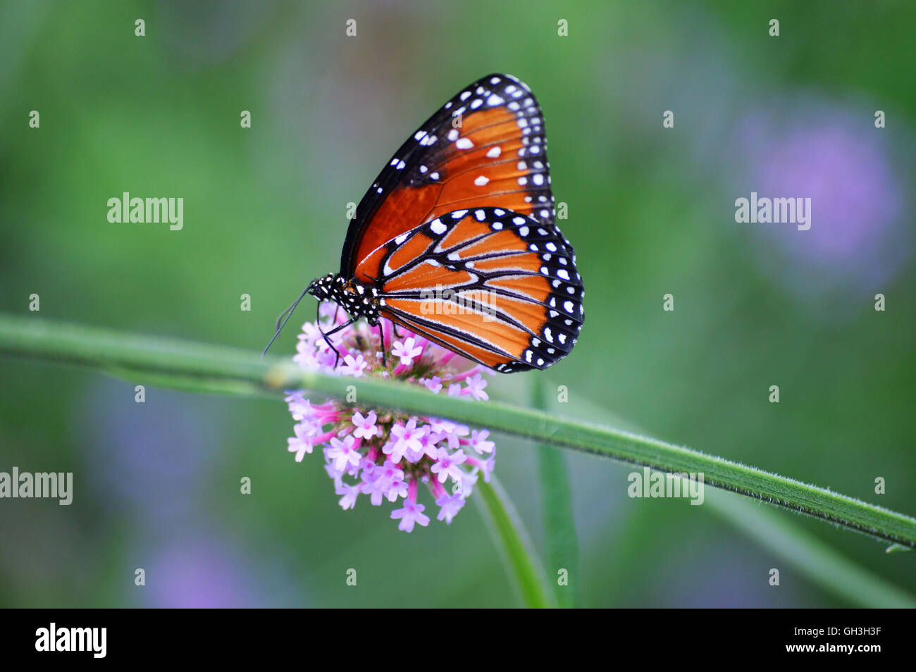 Butterfly in the Garden Stock Photo - Alamy