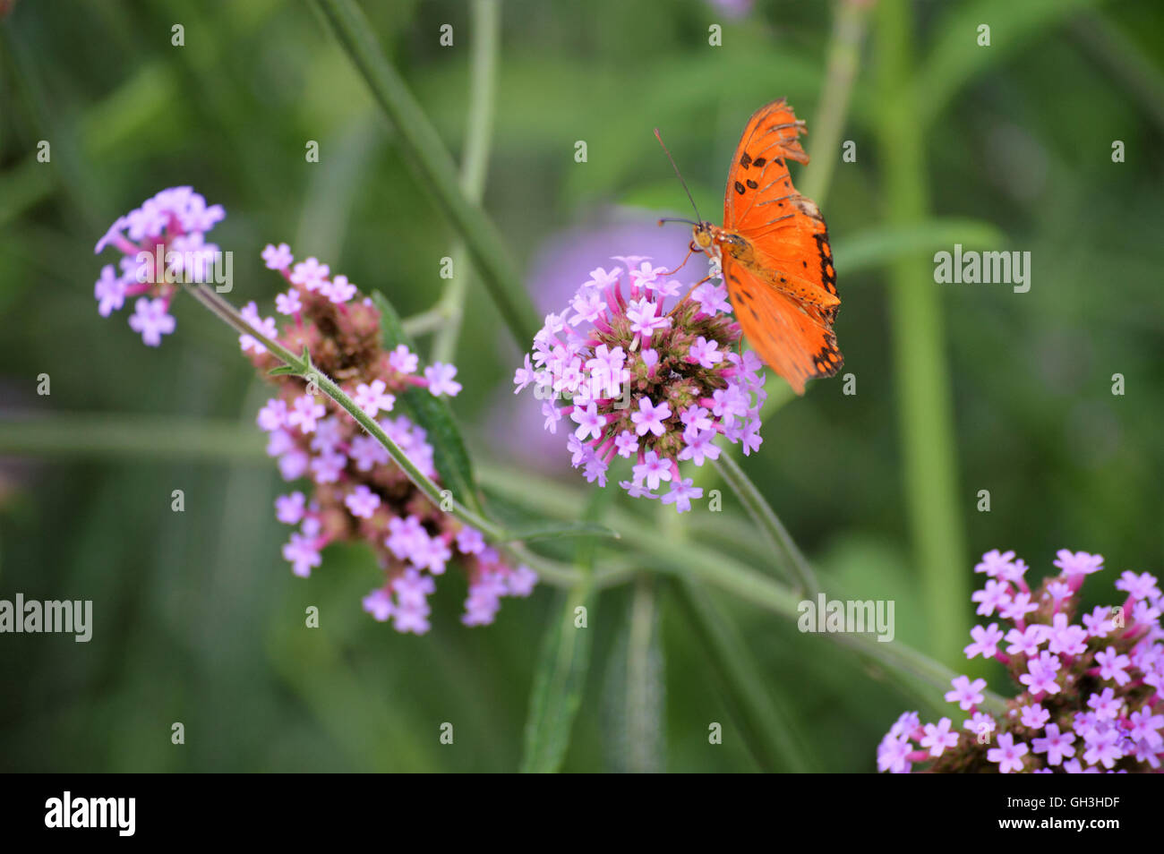 Butterfly in the Garden Stock Photo - Alamy