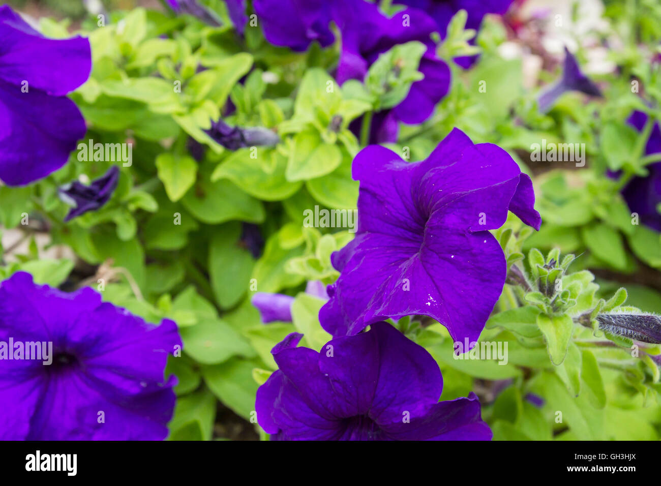 Beautiful planting hi-res stock photography and images - Alamy