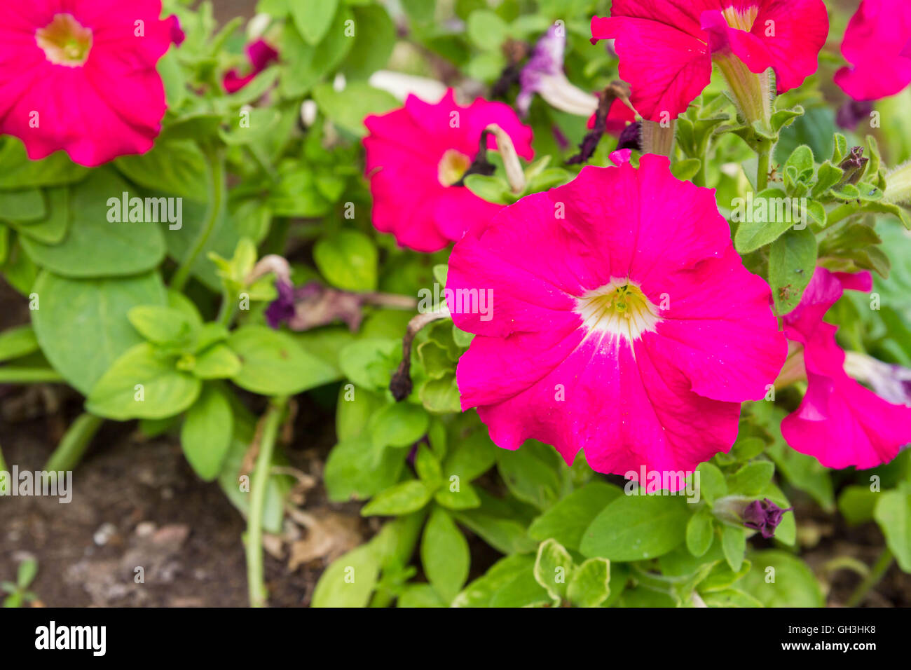 Beautiful flowers outside in the flowerbed Stock Photo - Alamy