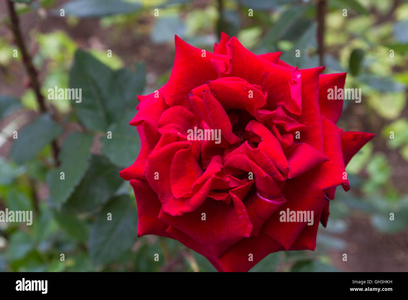 Beautiful flowers outside in the flowerbed Stock Photo - Alamy