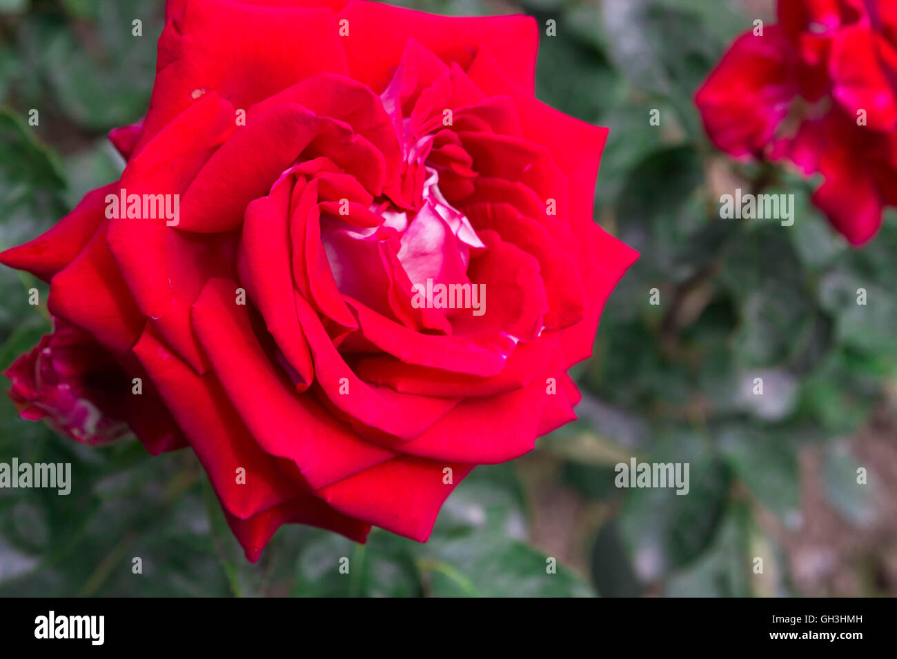 Beautiful flowers outside in the flowerbed Stock Photo - Alamy