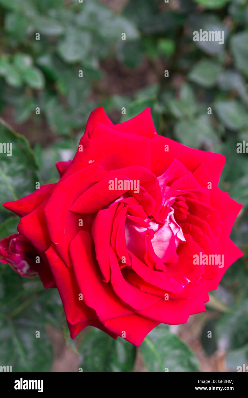 Beautiful flowers outside in the flowerbed Stock Photo - Alamy