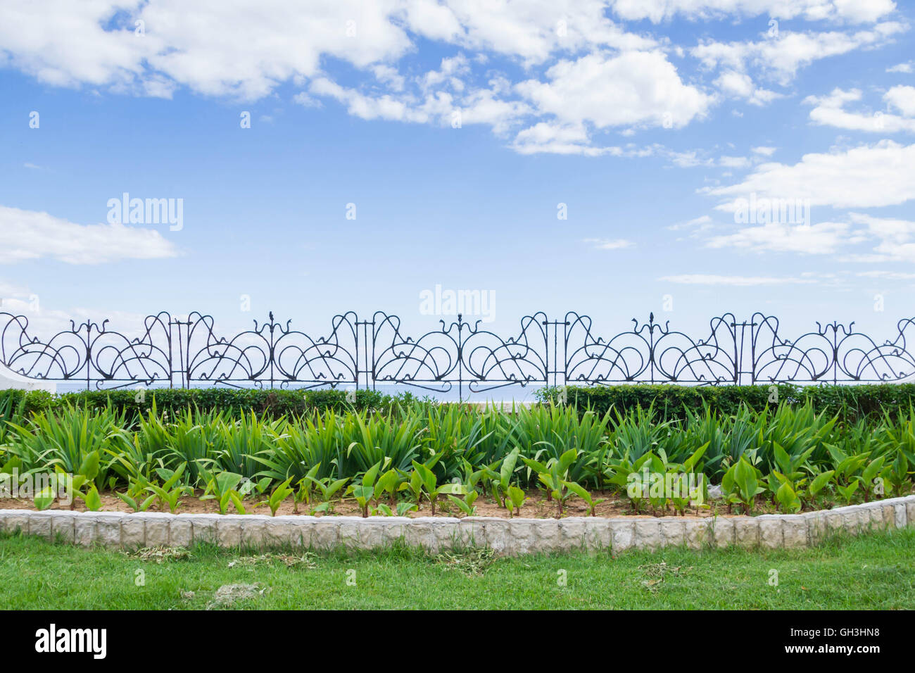 Embankment of the black sea in the summer Stock Photo - Alamy