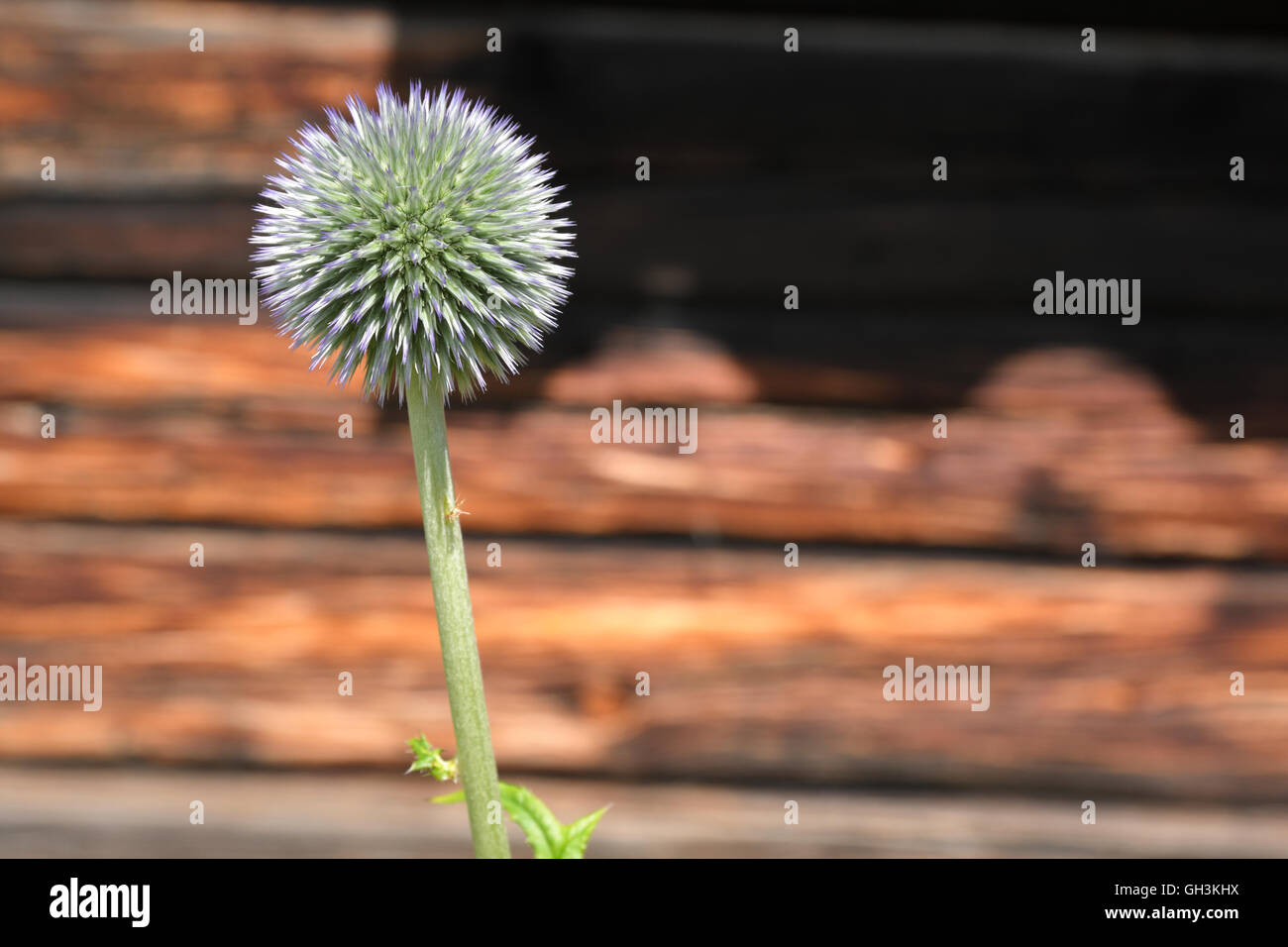 Blue globe thistle (Echinops sphaerocephalus) from the North of Sweden ...