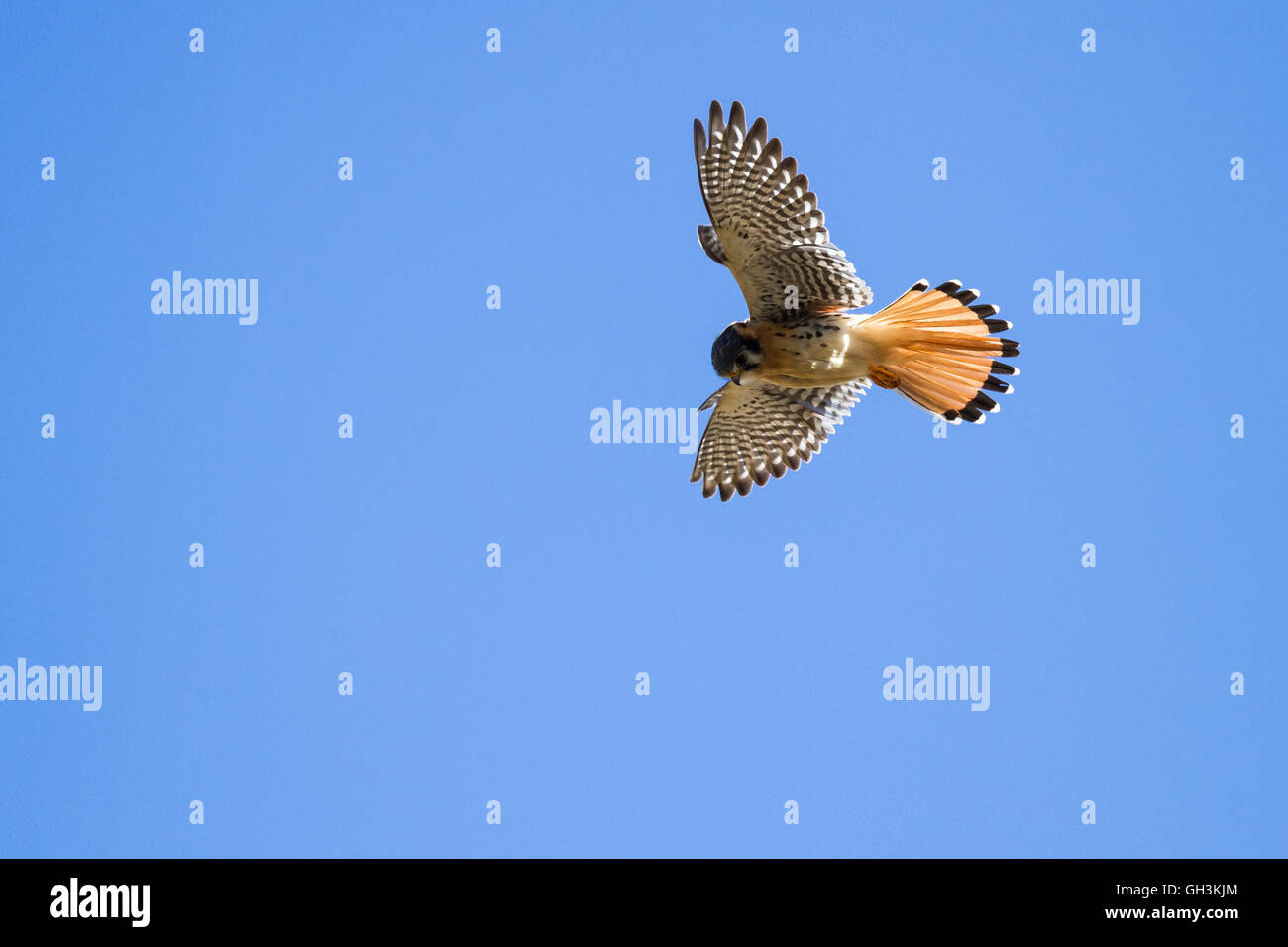 beautiful american kestrel gliding over the ancient Ruins of Pisac with ...