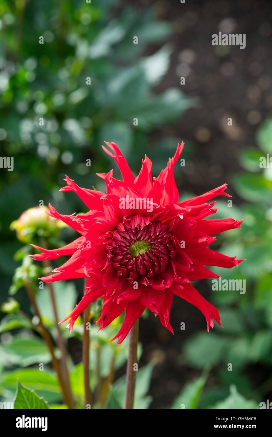 Dahlia apache hi-res stock photography and images - Alamy
