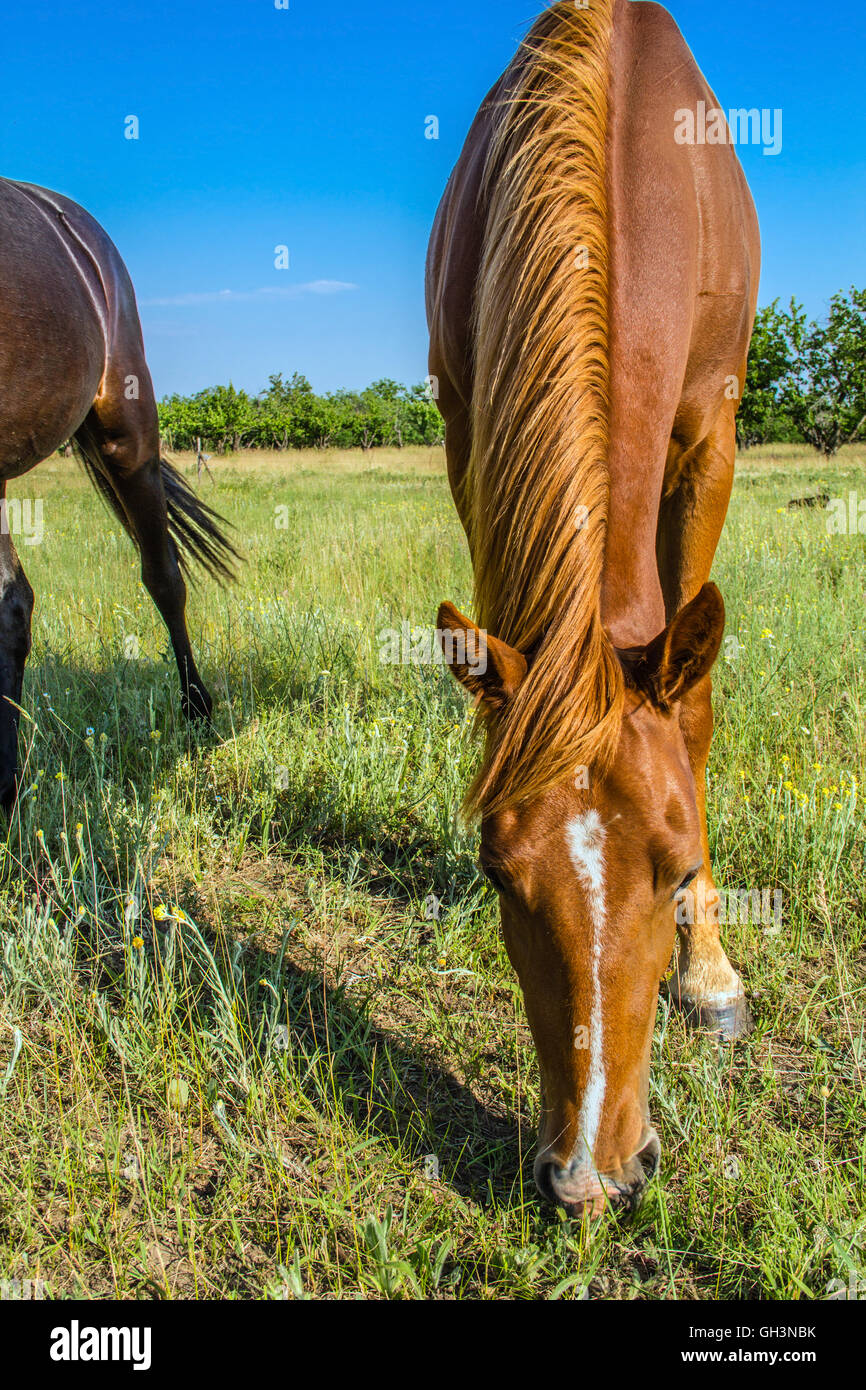 Mare on pastures, country summer landscape Stock Photo - Alamy