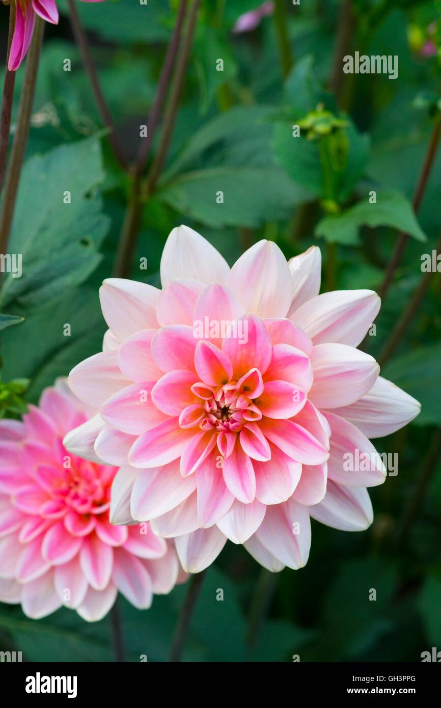 Dahlia 'Gerrie Hoek', Norfolk, England, August Stock Photo - Alamy