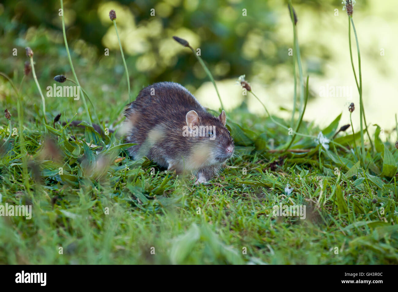 Brown Rat in English countryside Stock Photo - Alamy