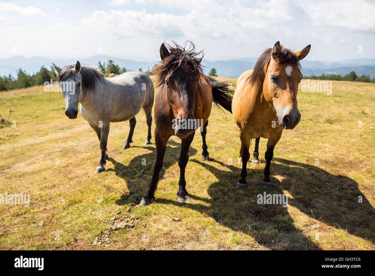 Three horses graze in hi-res stock photography and images - Alamy