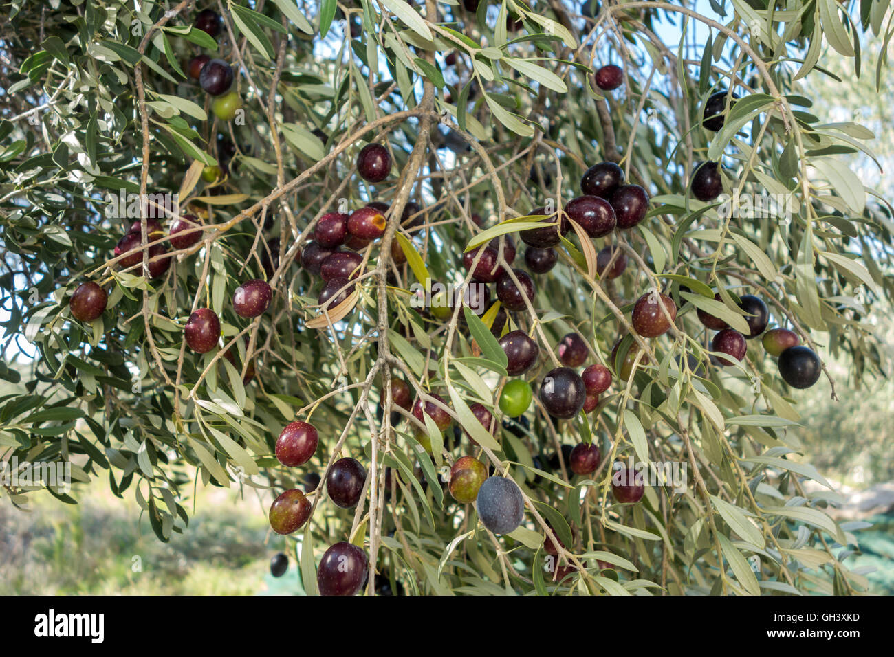 Black olive tree hi-res stock photography and images - Alamy