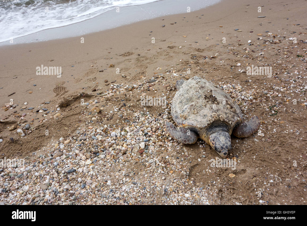 Dead sea turtle on sandy beach Stock Photo - Alamy