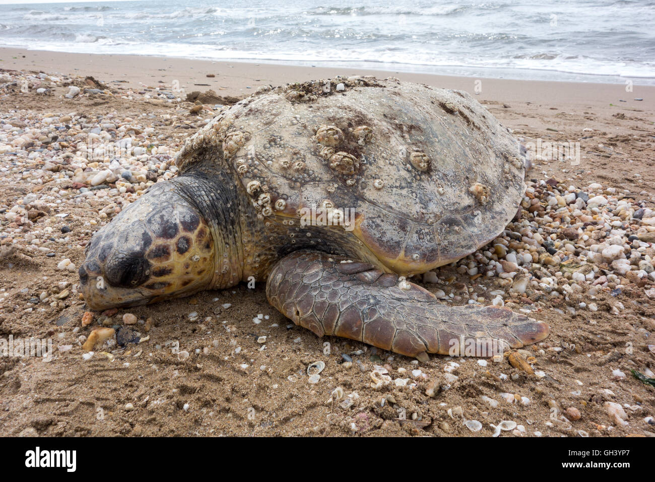 Dead turtle hi-res stock photography and images - Alamy
