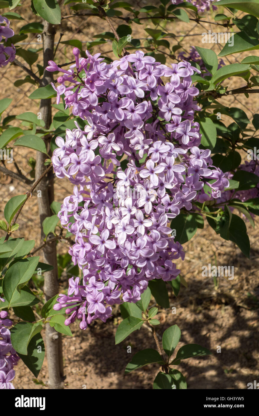 Branches of delicate spring lilac flowers Stock Photo - Alamy