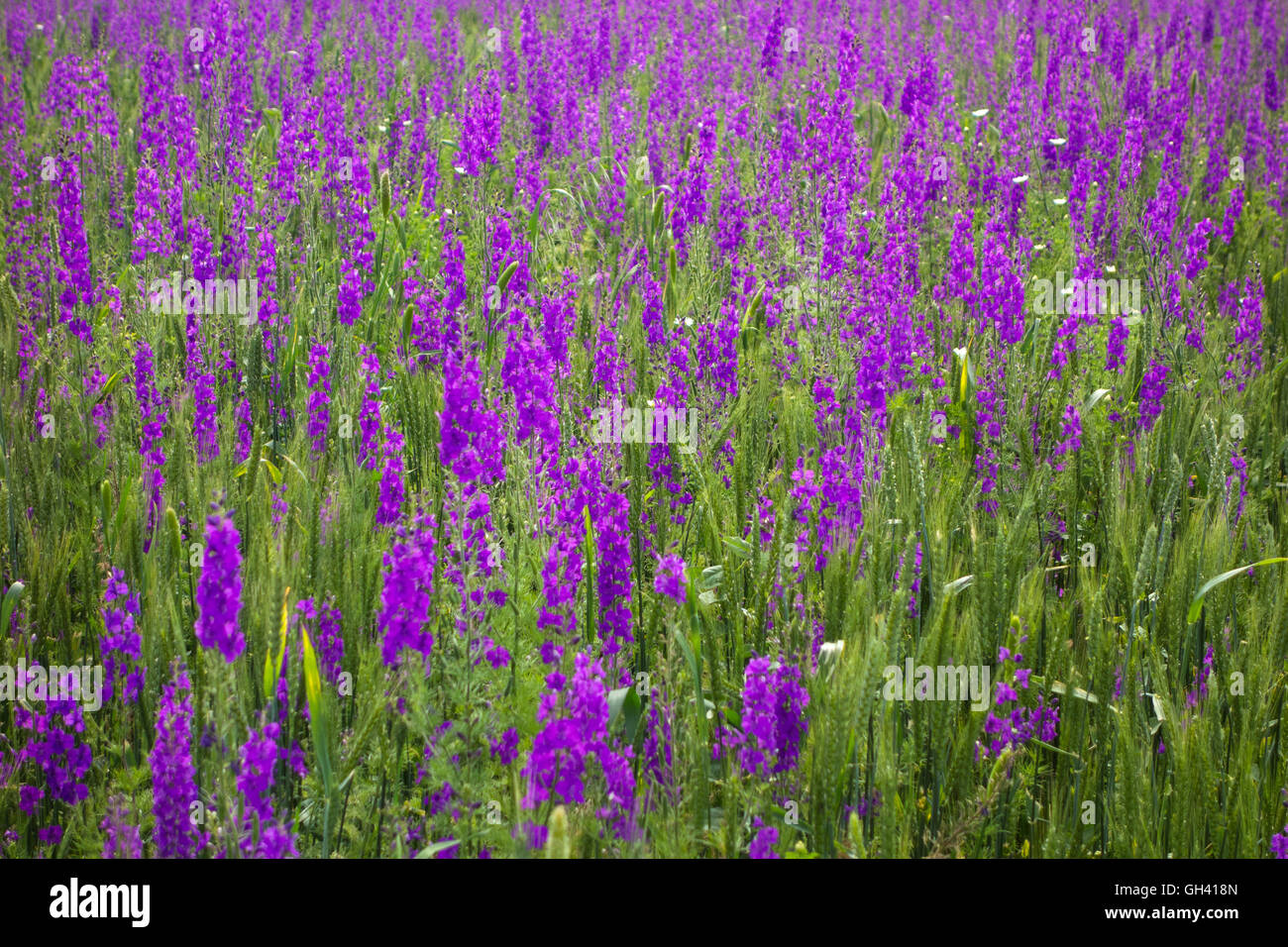 Purple flower field background in Greece Stock Photo - Alamy