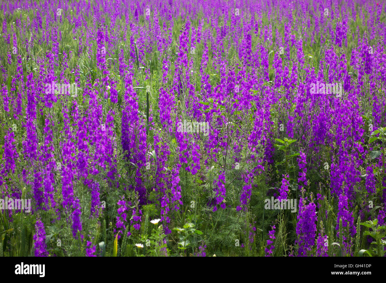 Purple field flower hi-res stock photography and images - Alamy