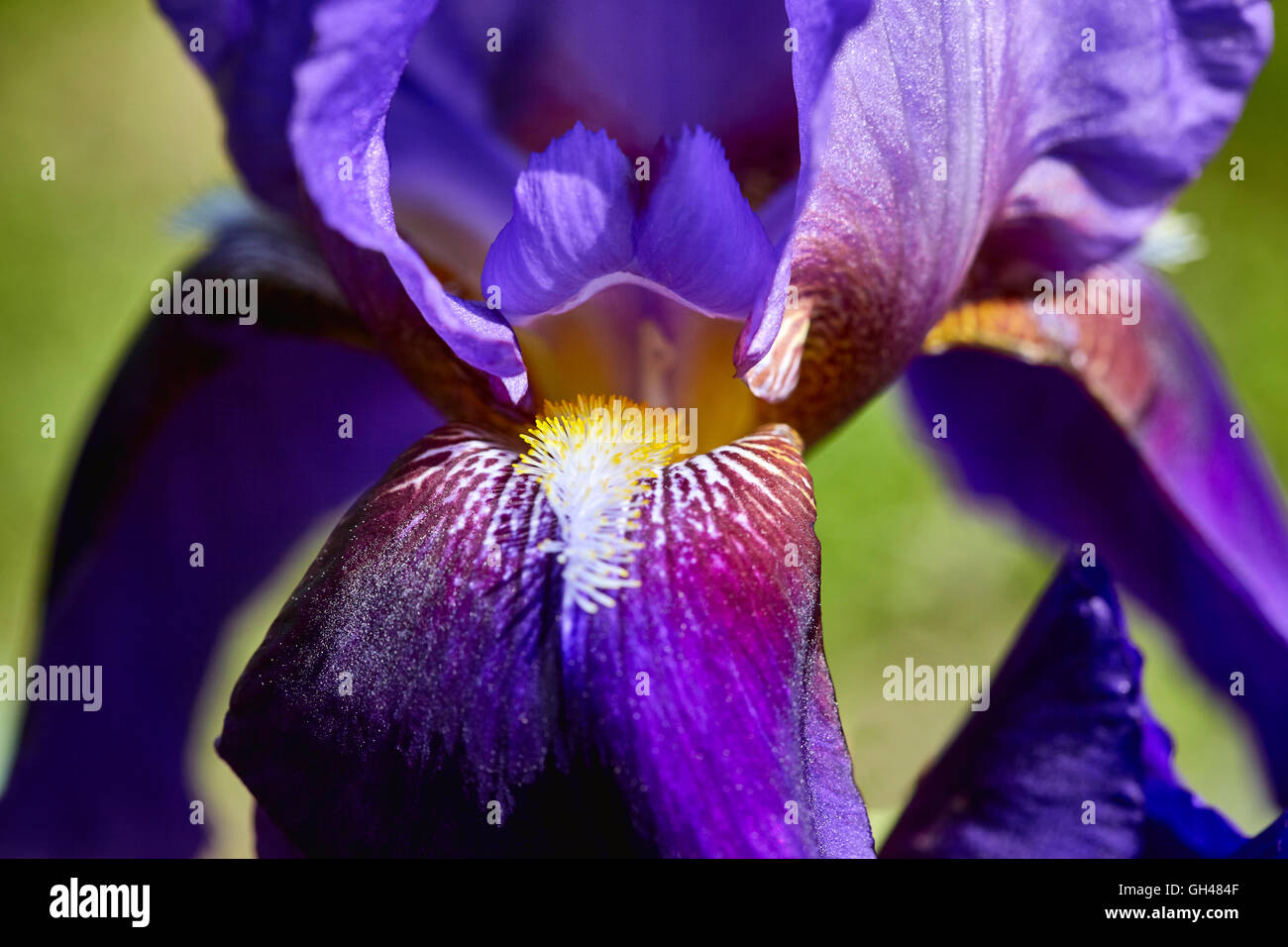 Close Up of Large purple Iris flower against green folage with pollen ...