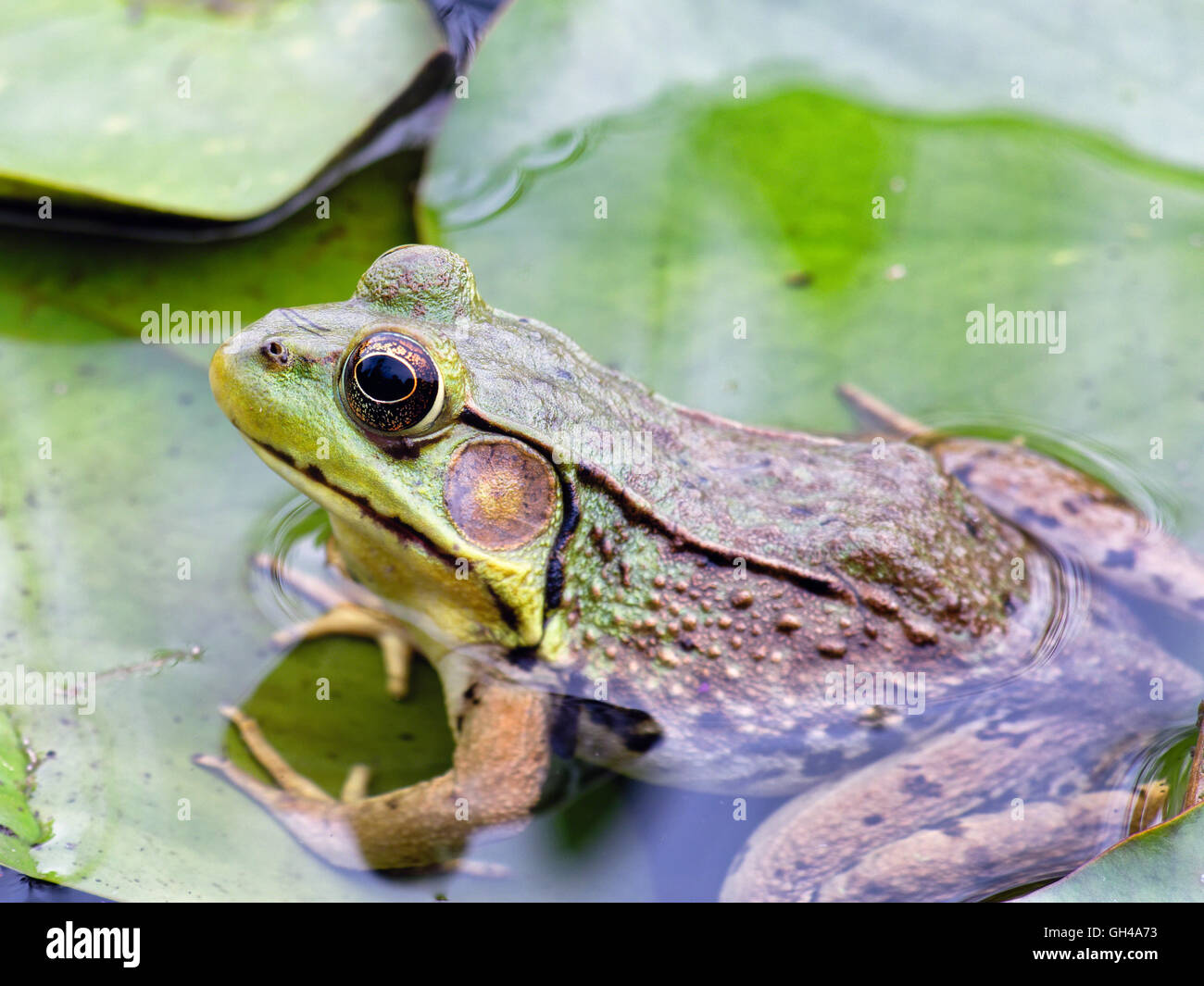 Close Up View of a Frog Sitting on Leaves in a Pond half Submerged ...
