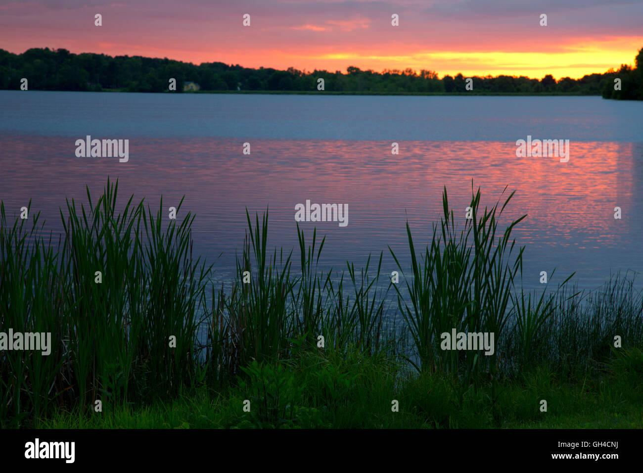 Batterson Park Pond dawn with cattail, Batterson Park Pond State Boat ...