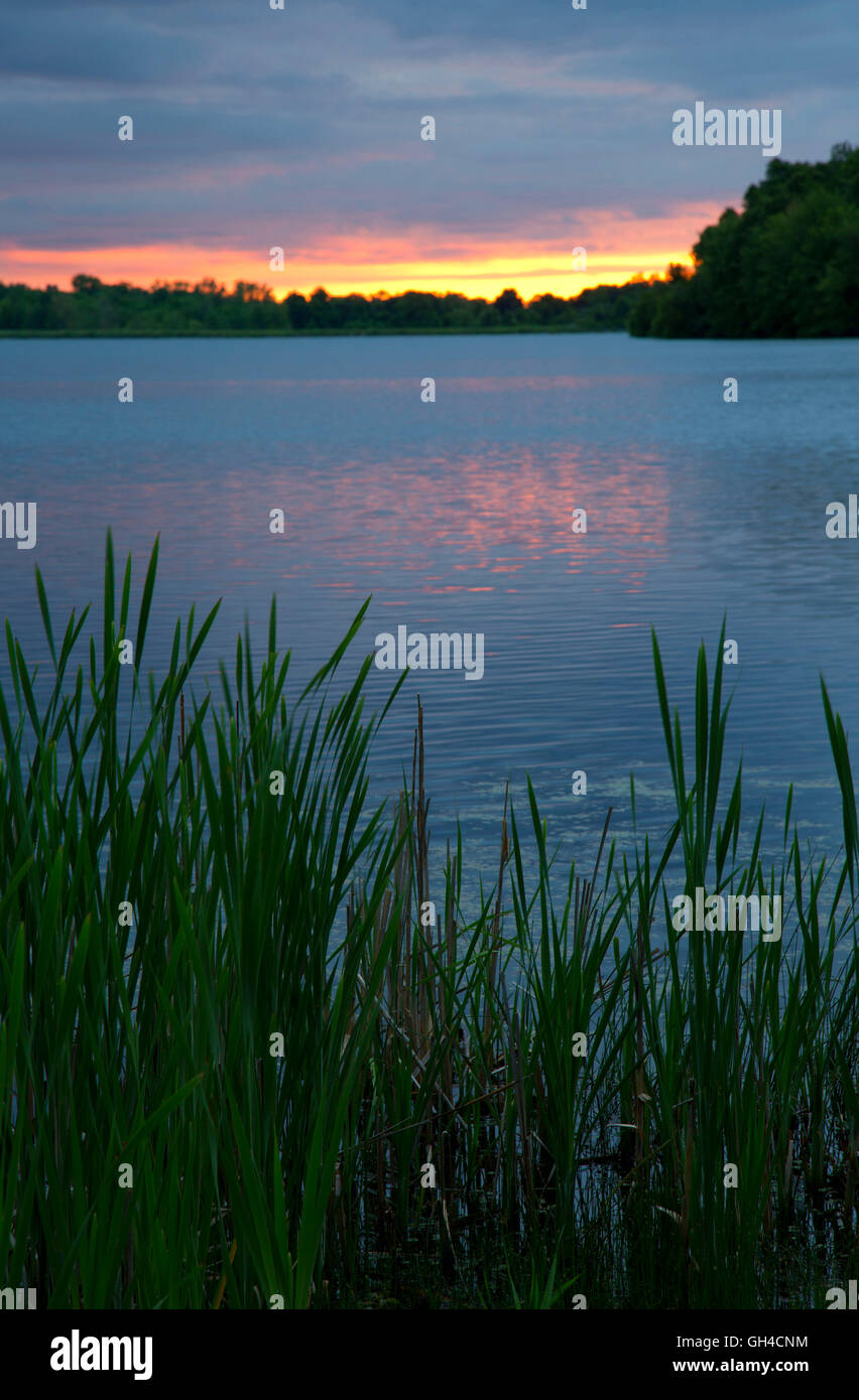 Batterson Park Pond dawn with cattail, Batterson Park Pond State Boat ...