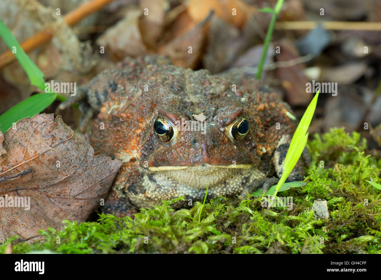 Leaf litter toad hi-res stock photography and images - Alamy