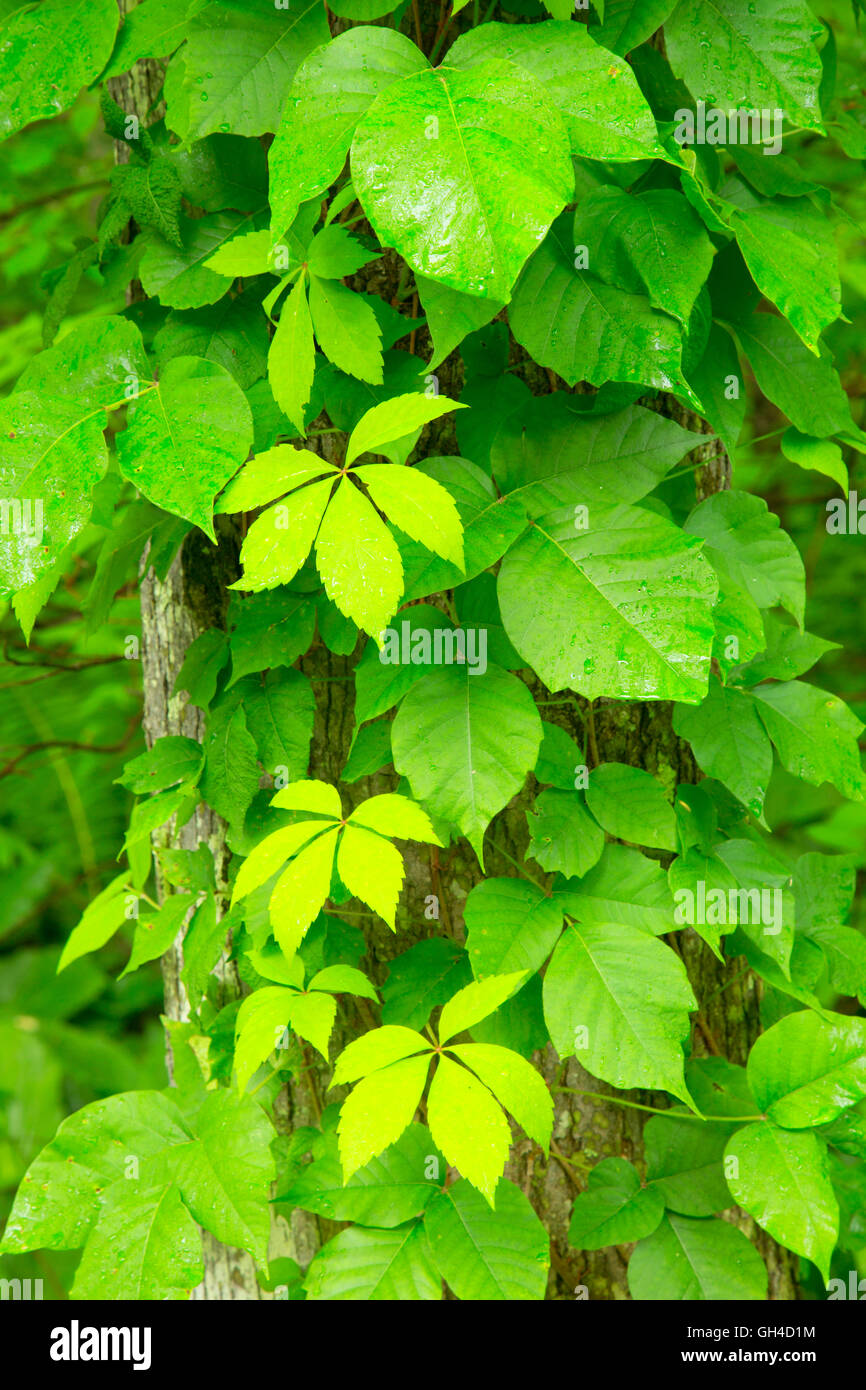 Poison ivy (Toxicodendron radicans) with Virginia Creeper, Farmington ...