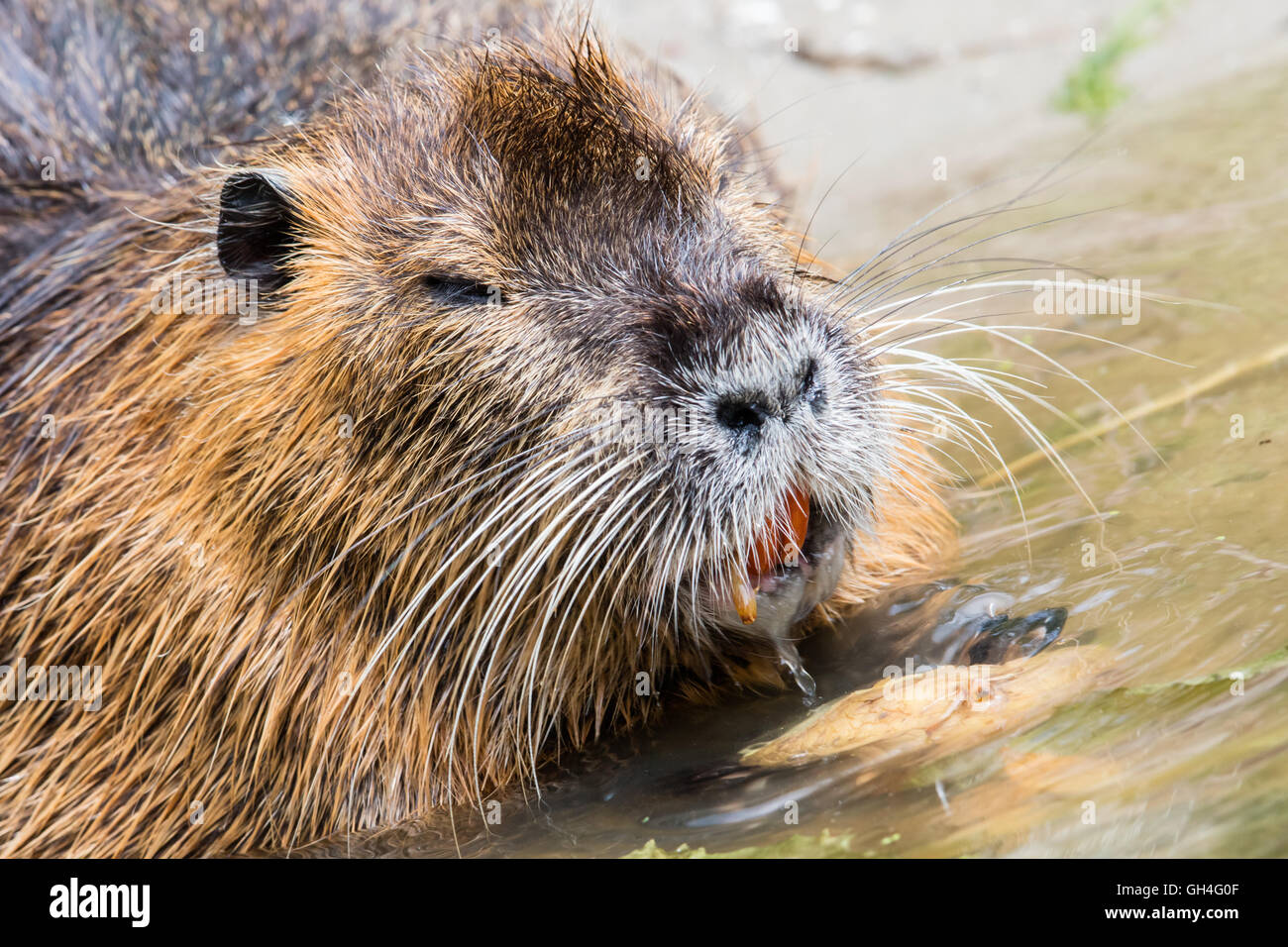 Beaver eating carrot hi-res stock photography and images - Alamy