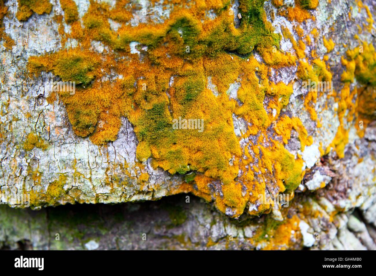 Yellow Fungus High Resolution Stock Photography and Images - Alamy